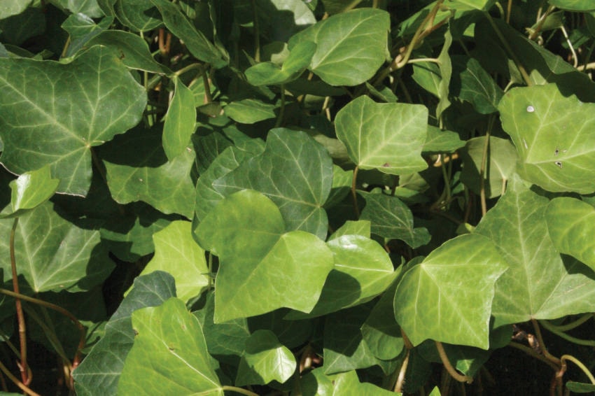 Nanaimo poised to move ahead with banning the sale of invasive plants ...